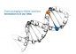 Pharma Packaging Innovations - Liveo Research GmbH